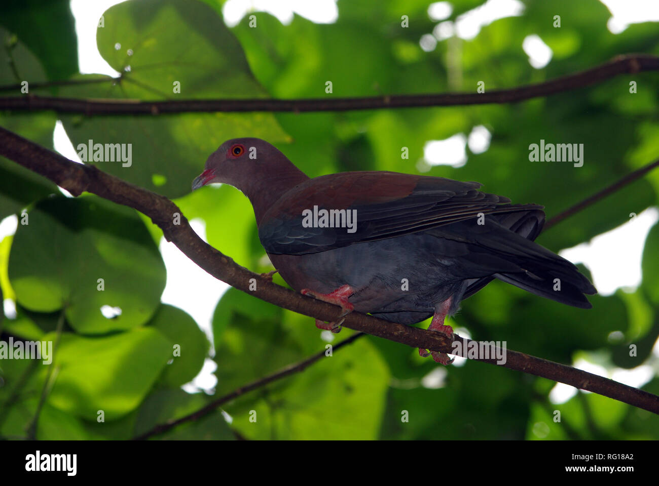 Red billed dove hi-res stock photography and images - Alamy