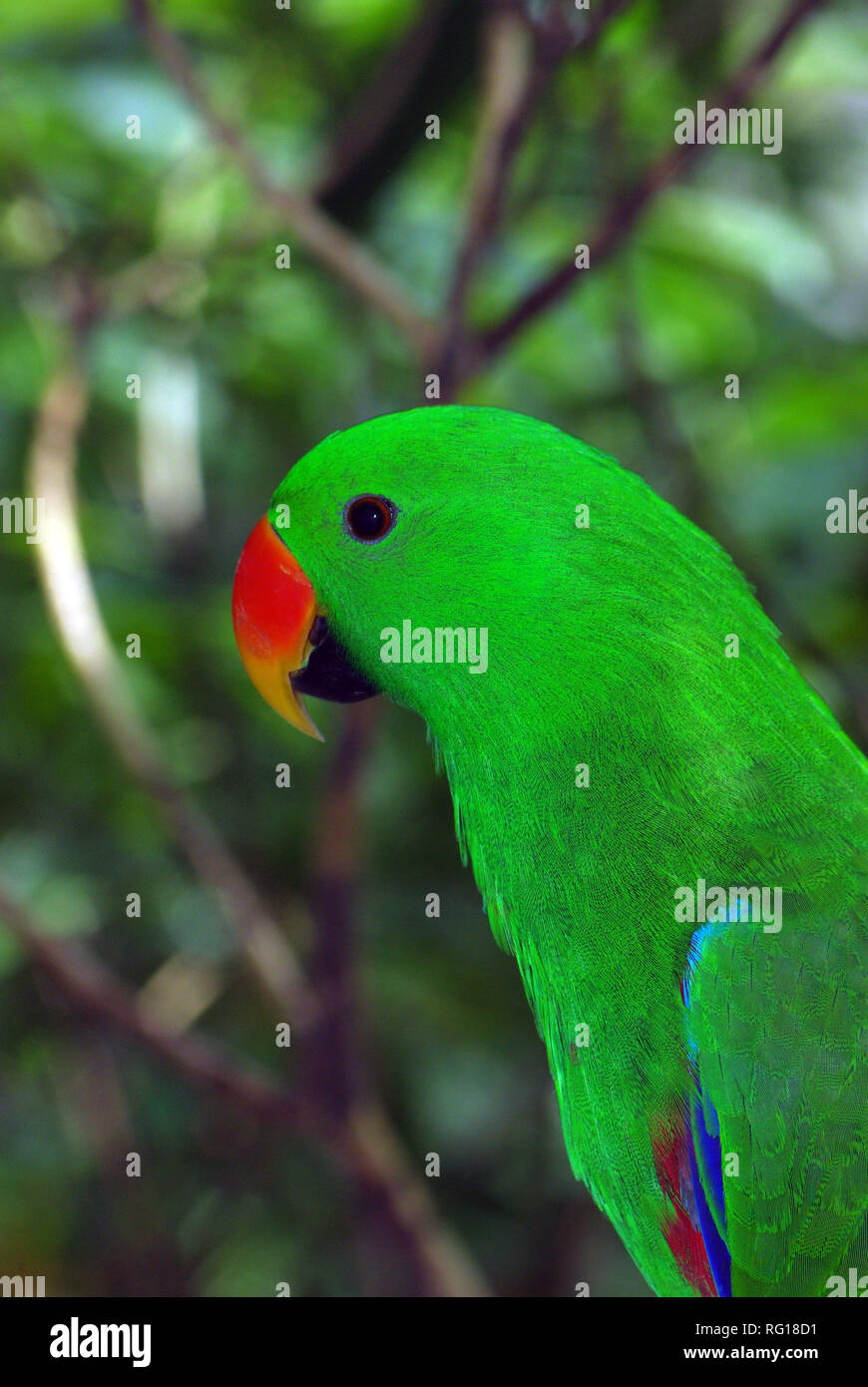 Male eclectus hi-res stock photography and images - Alamy