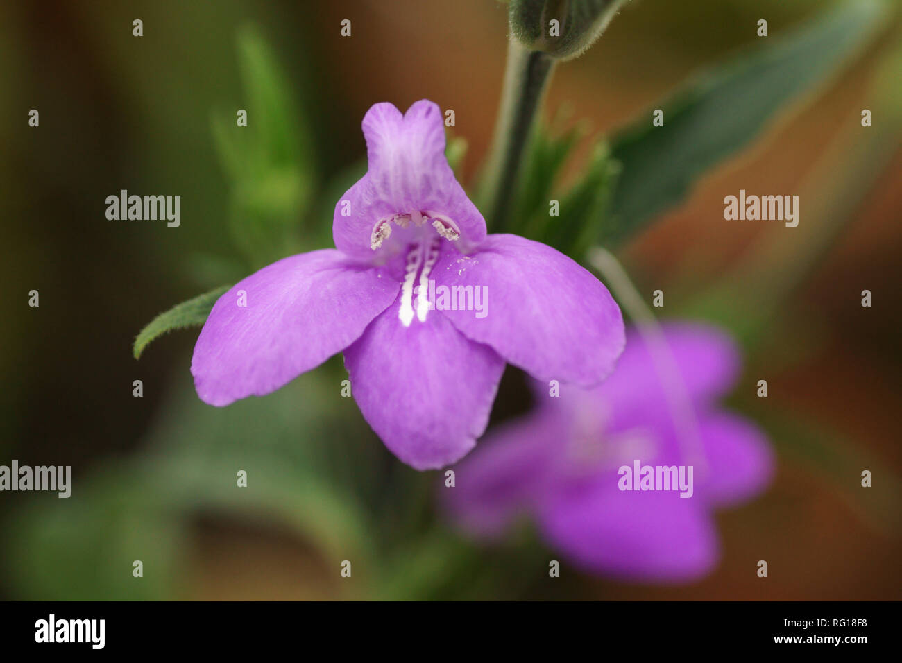 Ruellia species hi-res stock photography and images - Alamy