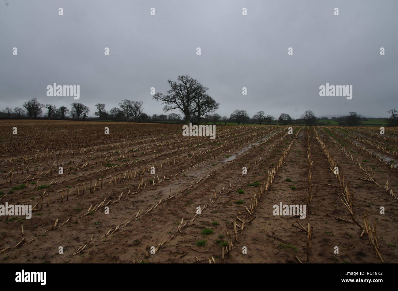 The Macmillan Way. Long-distance trail. Dorset. England. UK Stock Photo ...
