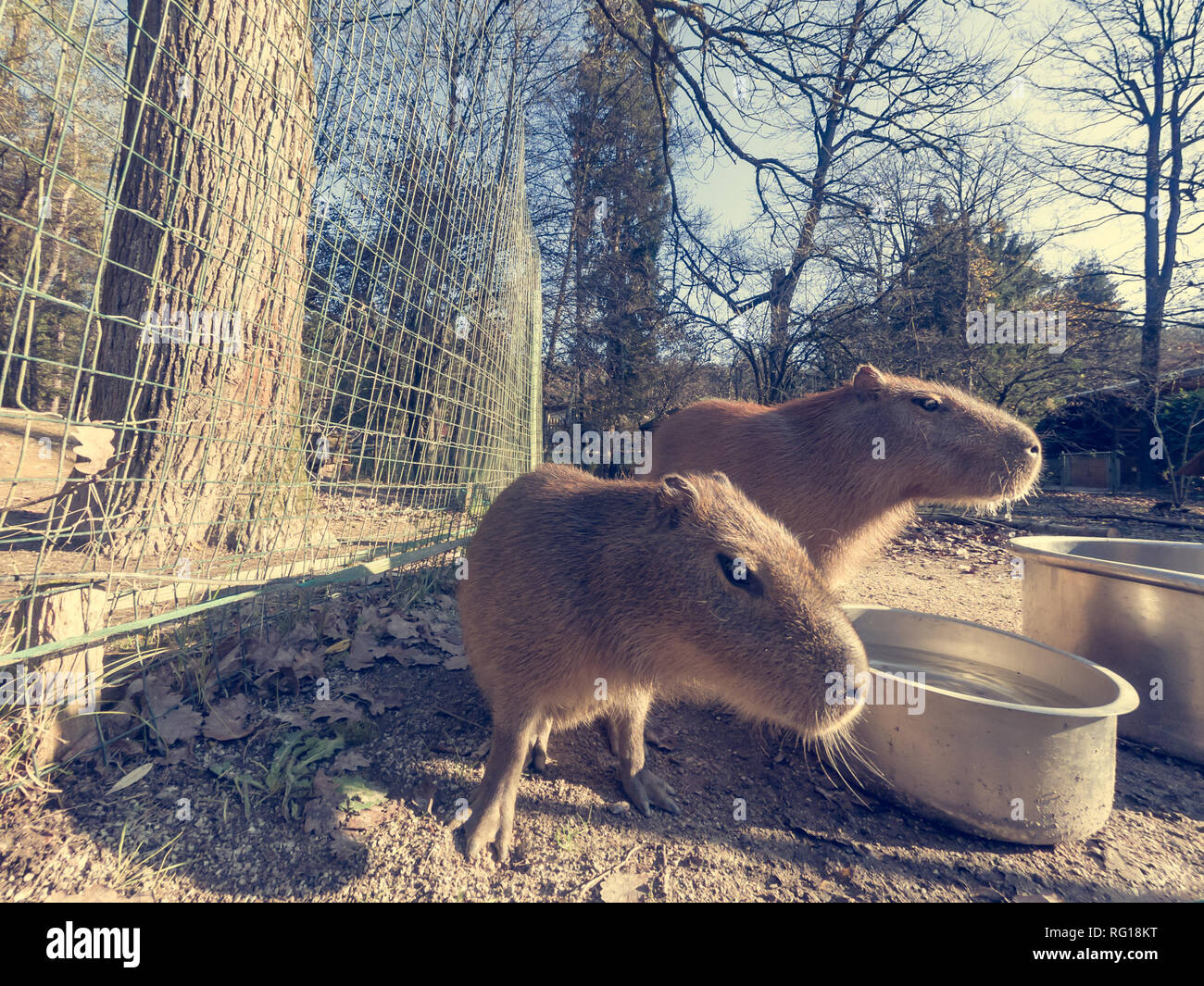 Capybaras In Captivity High Resolution Stock Photography and Images - Alamy