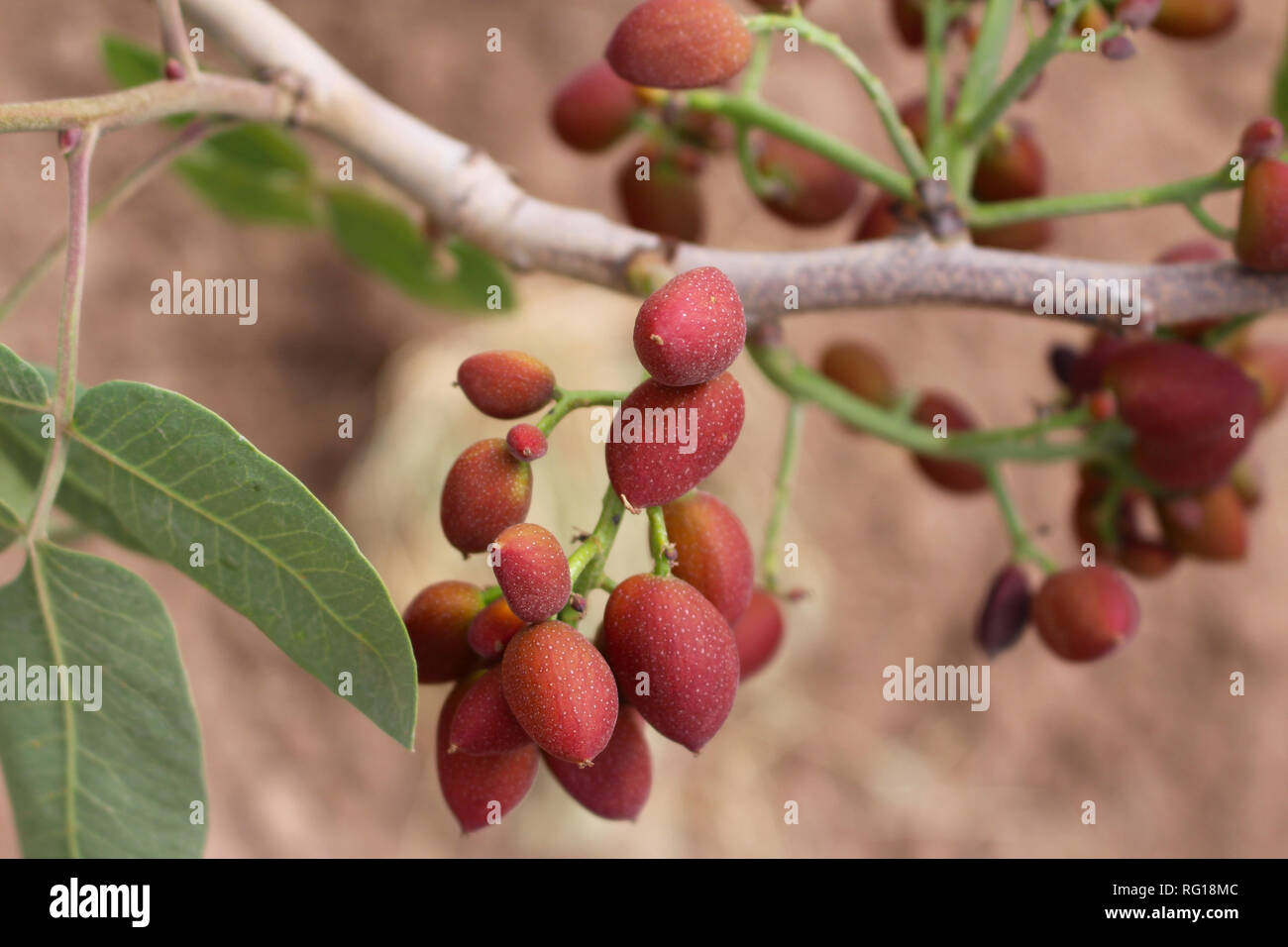 Iran Plant High Resolution Stock Photography and Images - Alamy