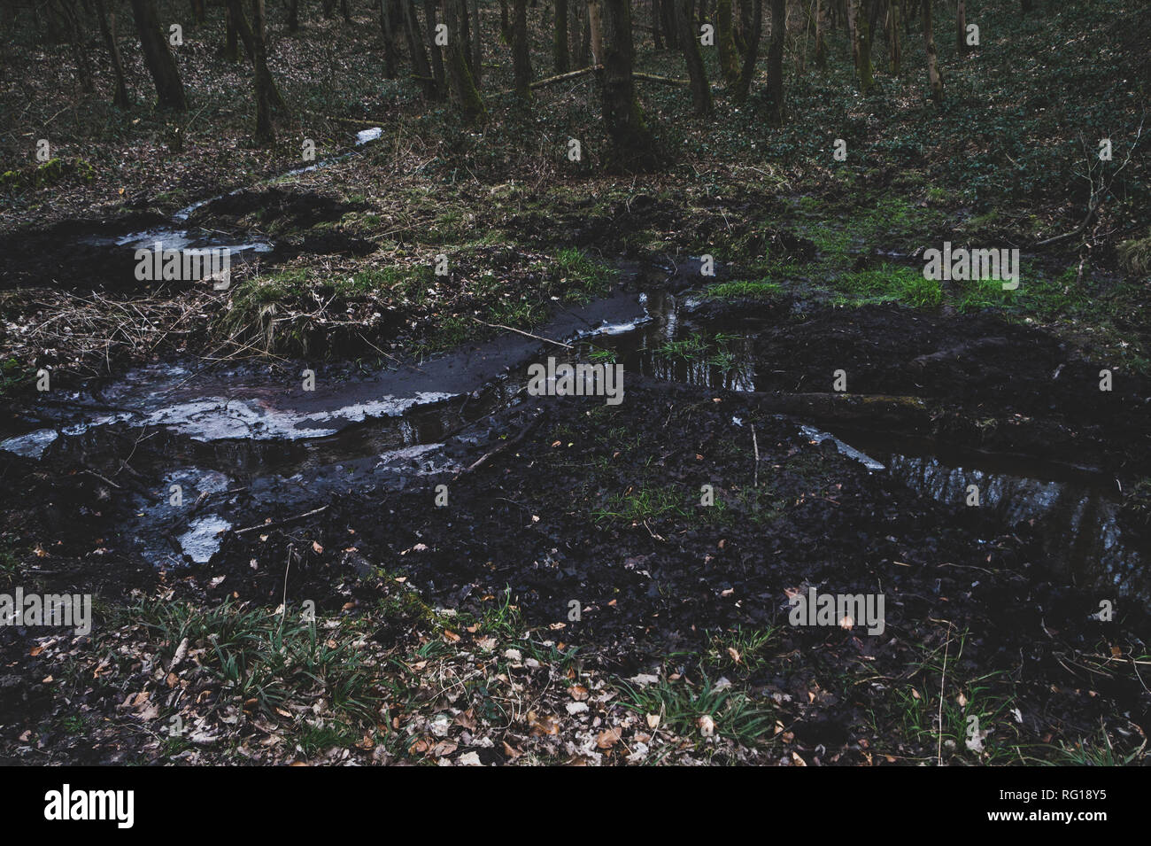 Wide side view of a lake in a forest Stock Photo - Alamy