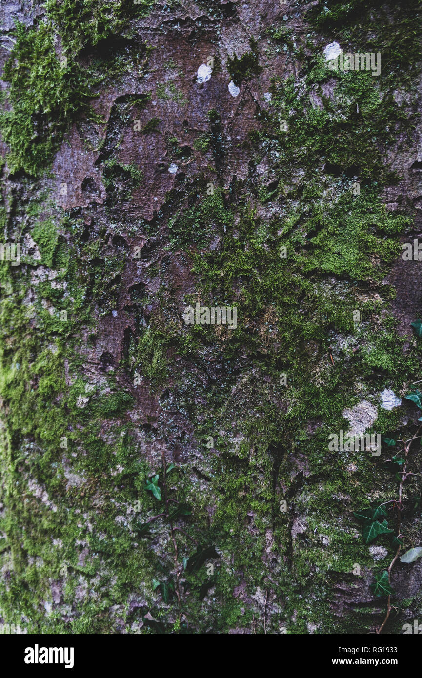 Vertical tree texture Stock Photo - Alamy