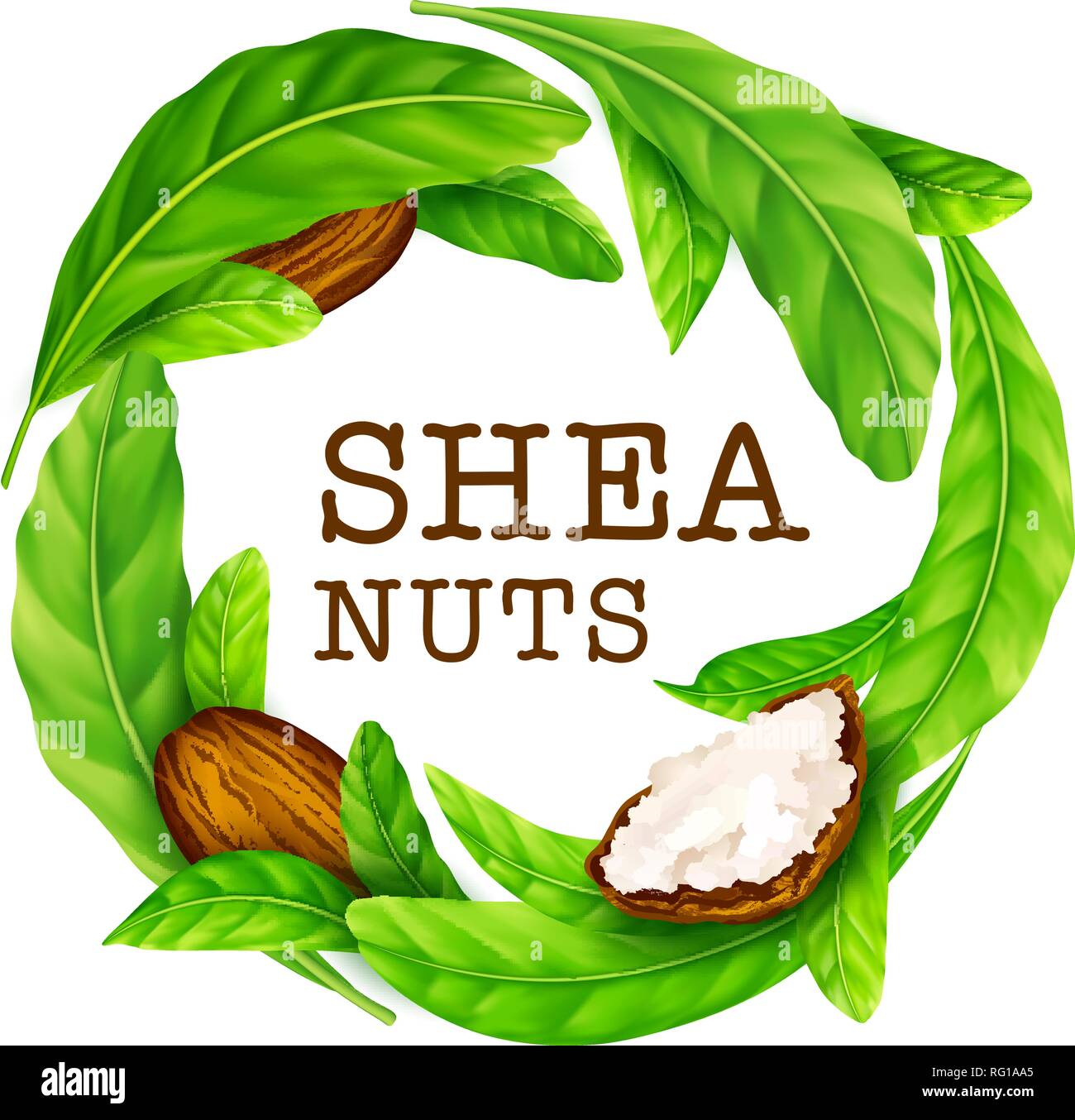 Shea nuts with leaves in vector Stock Vector Image & Art - Alamy