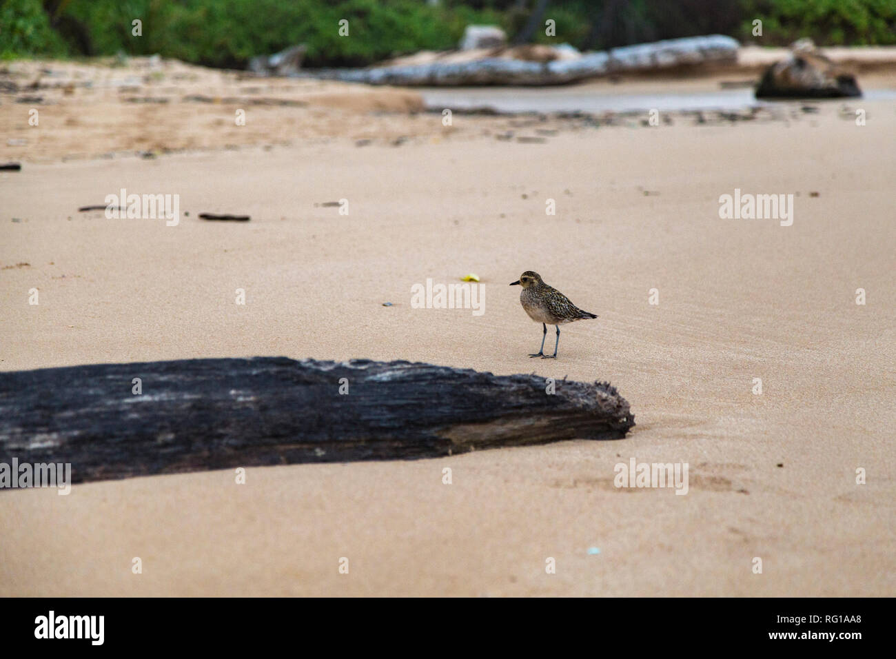 Pacific golden plover on a beach on Kauai, Hawaii Stock Photo - Alamy