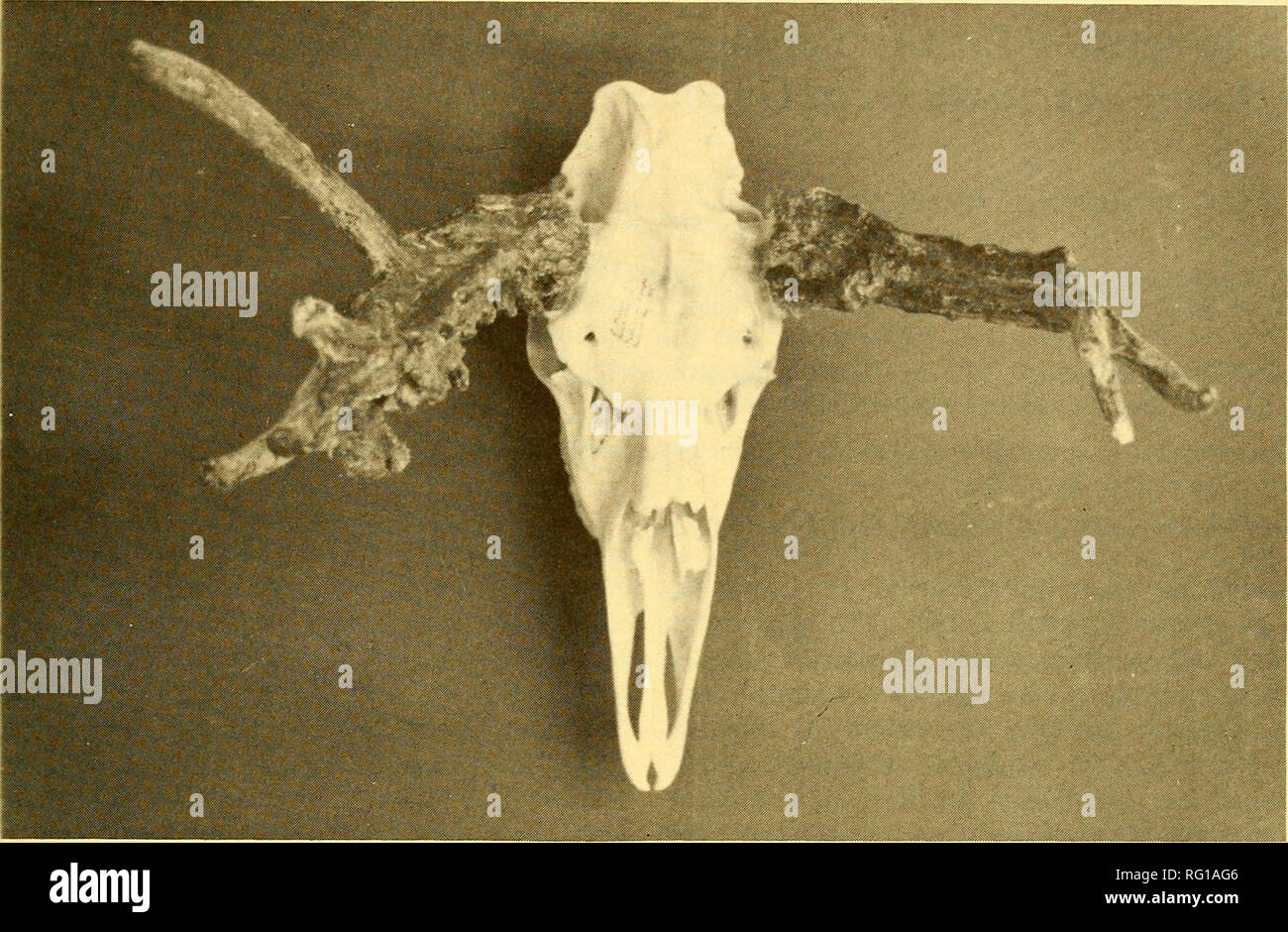 . The Canadian field-naturalist. 1980 Notes 459. Figure 1. Male Moose ...