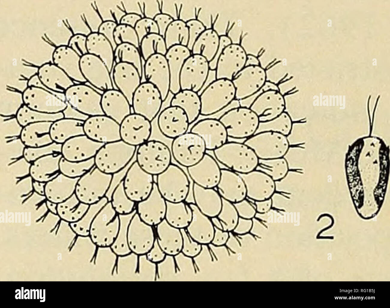 Chrysophyta hi-res stock photography and images - Alamy