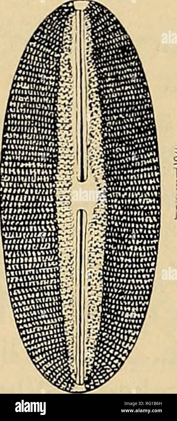 Diagram Of Chrysophyta
