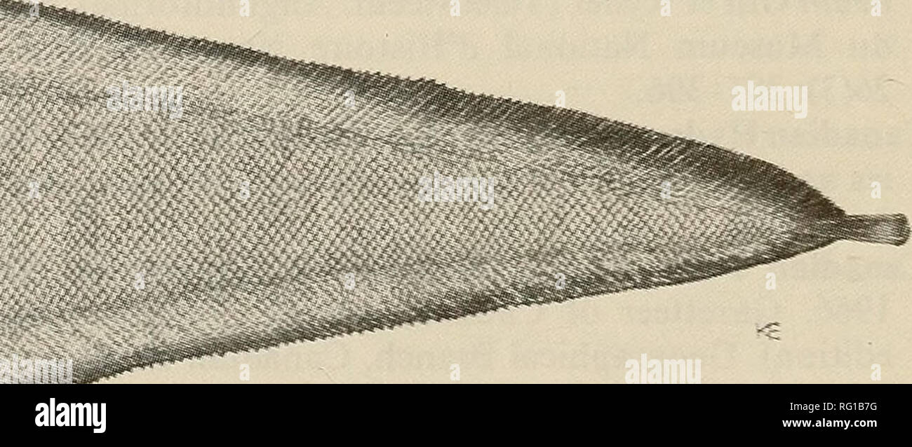 Spectrunculus grandis hi-res stock photography and images - Alamy