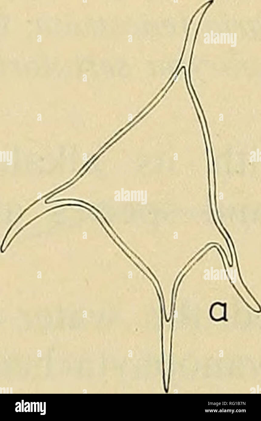 Pyrrophyta hi-res stock photography and images - Alamy