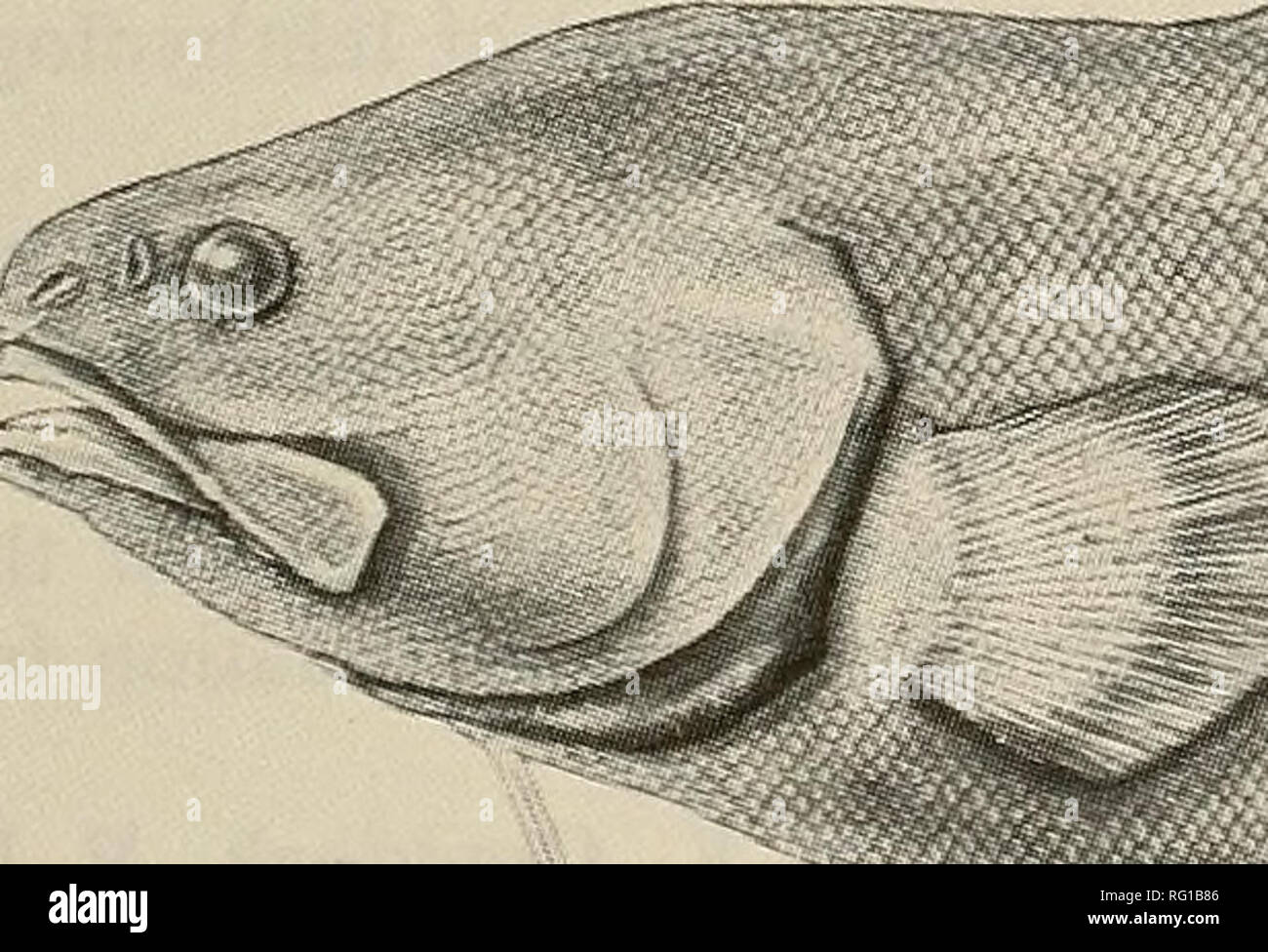 . The Canadian field-naturalist. 1986 Peden and Hughes: Marine Fishes ...