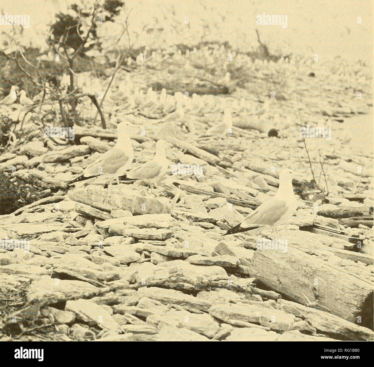 . The Canadian field-naturalist. 1974 Gilbertson: Pollutants in ...