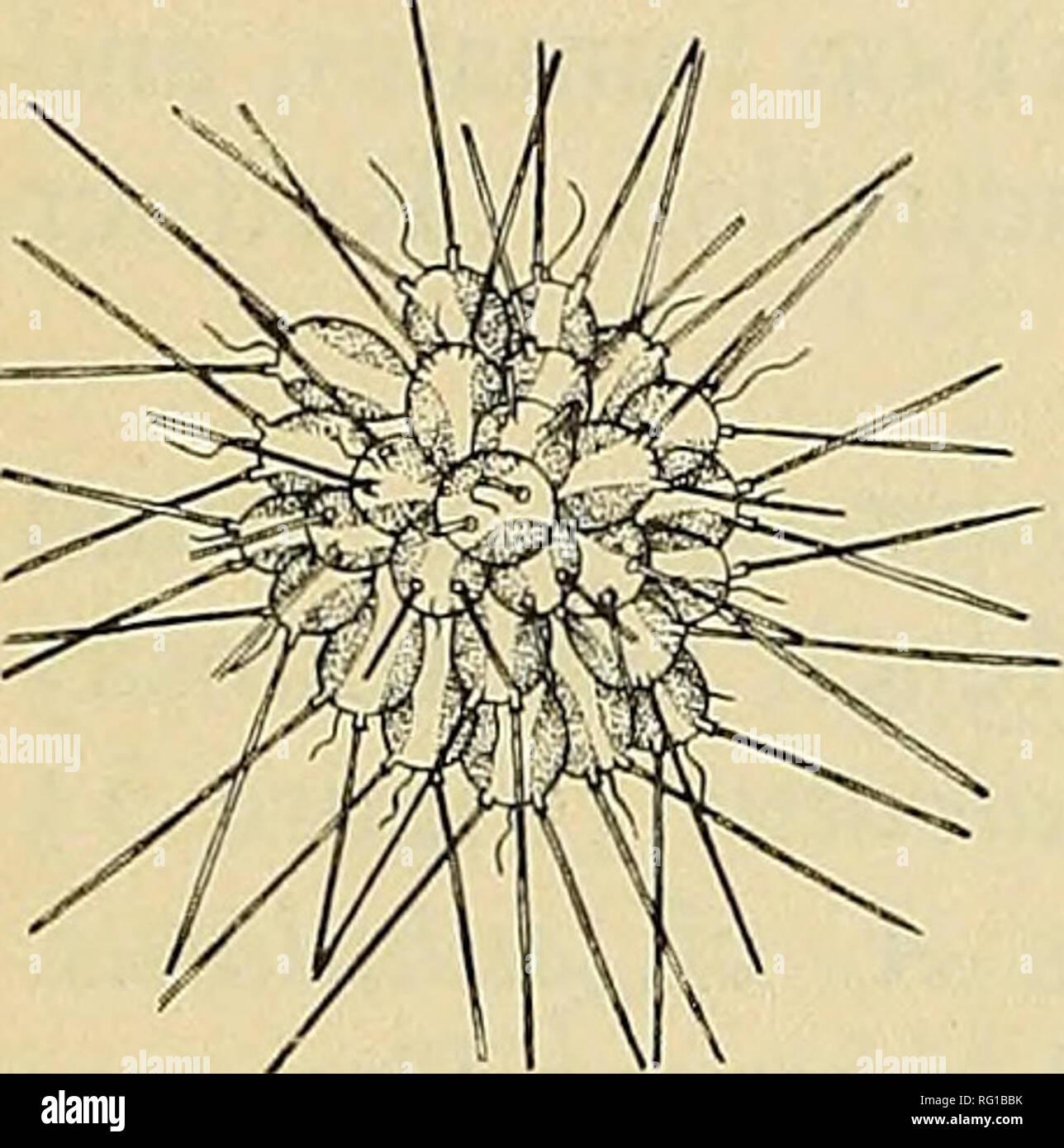 Chrysophyta hi-res stock photography and images - Alamy