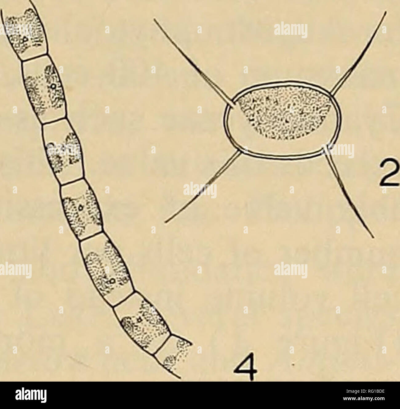 Chrysophyta hi-res stock photography and images - Alamy