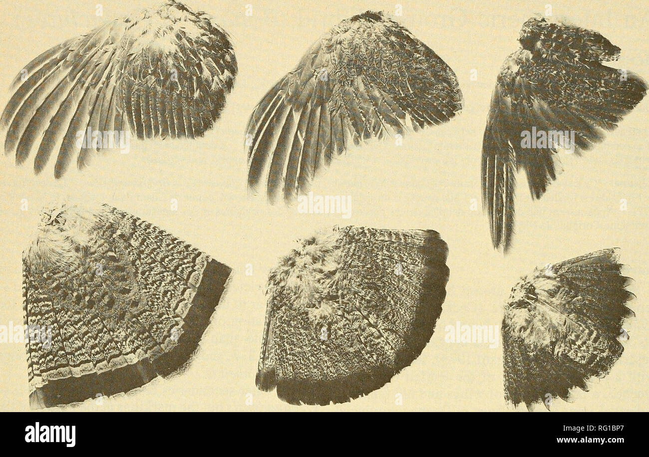 . The Canadian field-naturalist. 184 The Canadian Field-Naturalist Vol ...