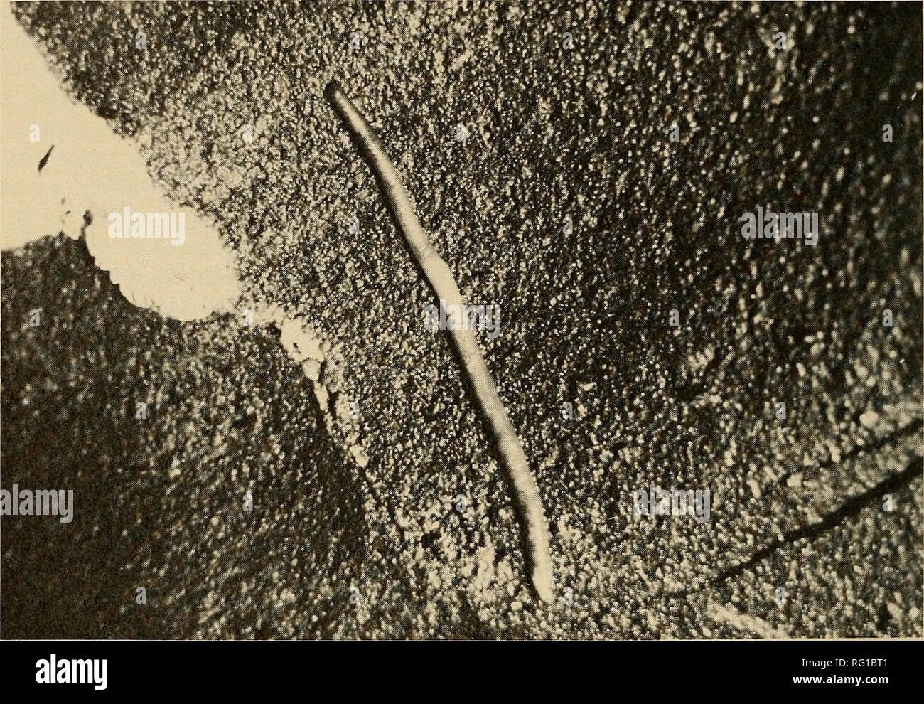 Earthworm crawling through soil hi-res stock photography and images - Alamy