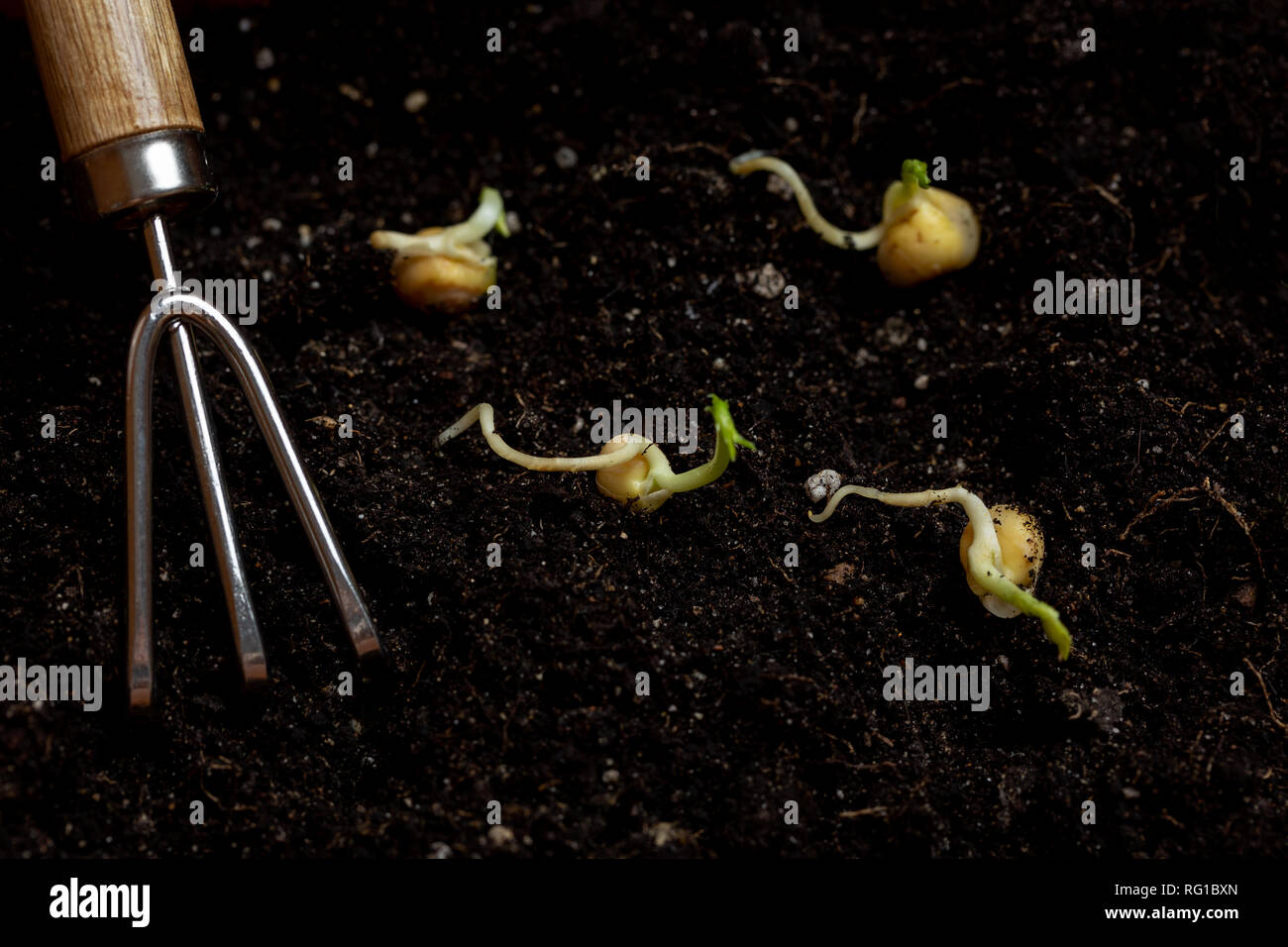 Planting sprouted peas in the ground. Young sprout Stock Photo - Alamy