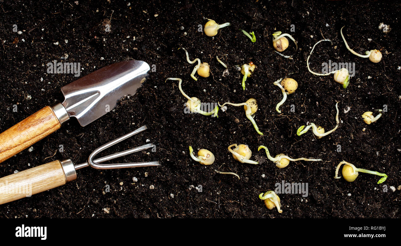 Planting sprouted peas in the ground. Young sprout Stock Photo - Alamy