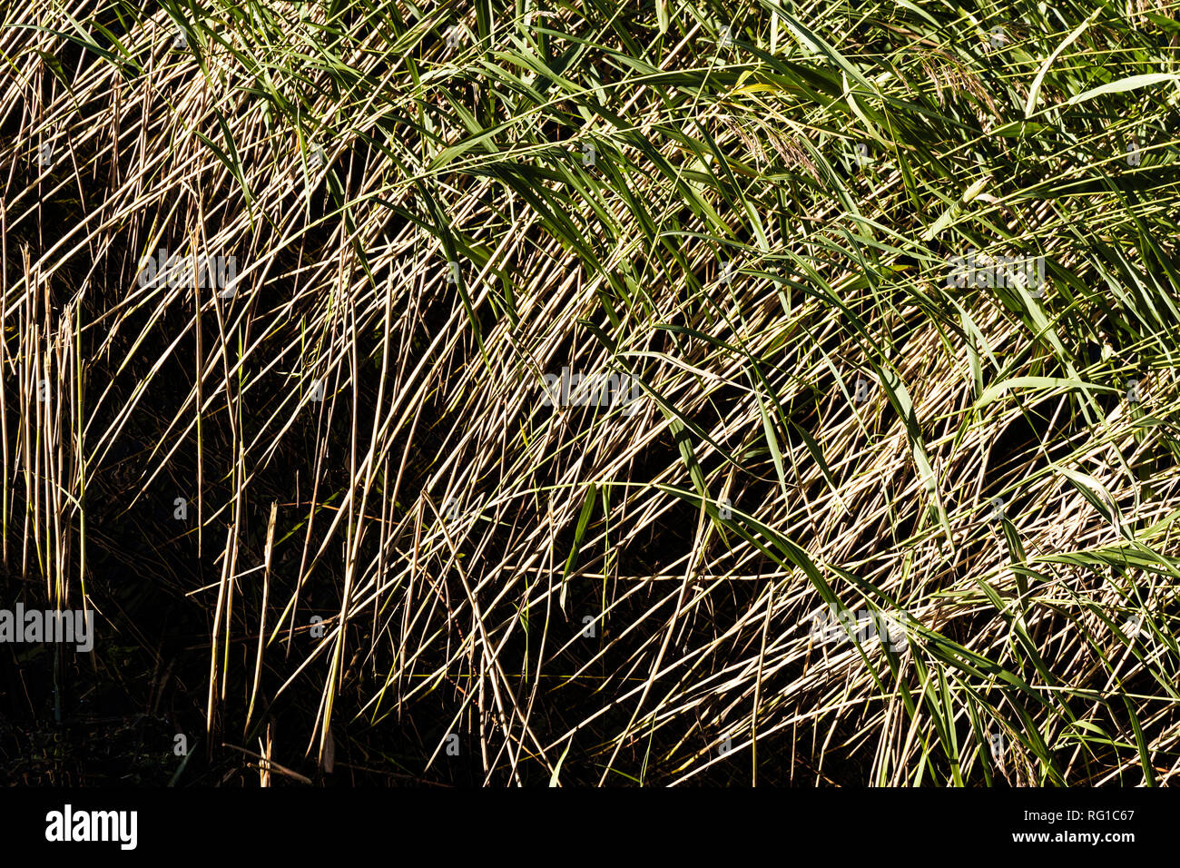 Reeds growing edge water hi-res stock photography and images - Alamy
