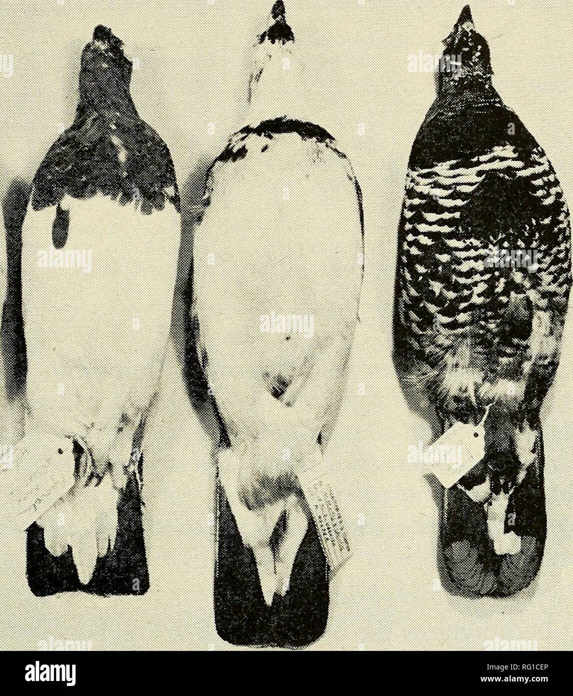 . The Canadian field-naturalist. 1969 Lumsden: Hybrid Grouse from ...