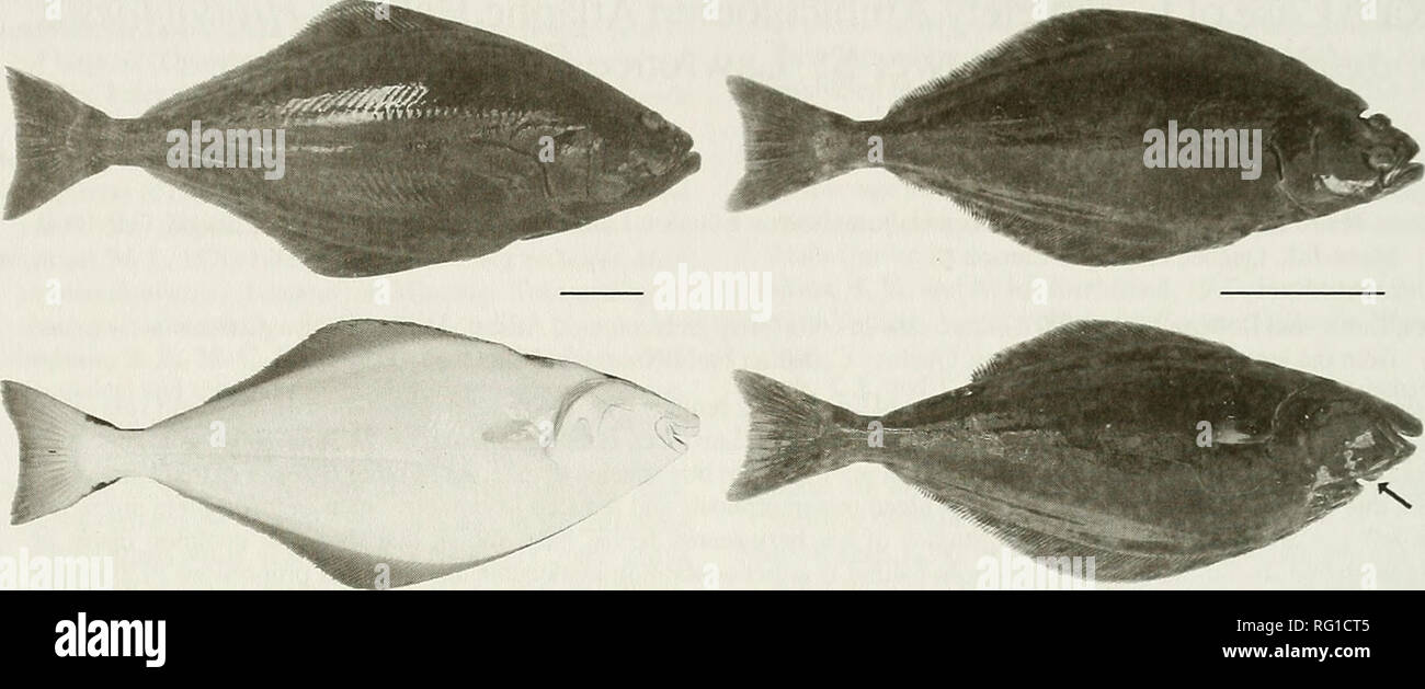 Atlantic halibut hippoglossus hippoglossus hi-res stock photography and ...