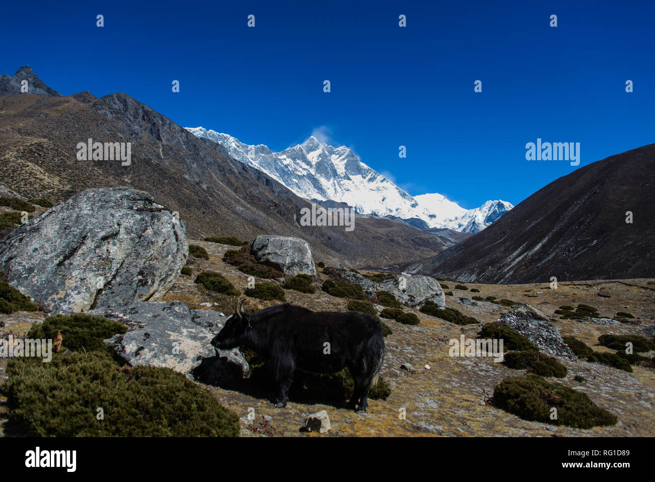 Ama Dablam peak in Nepal Stock Photo - Alamy