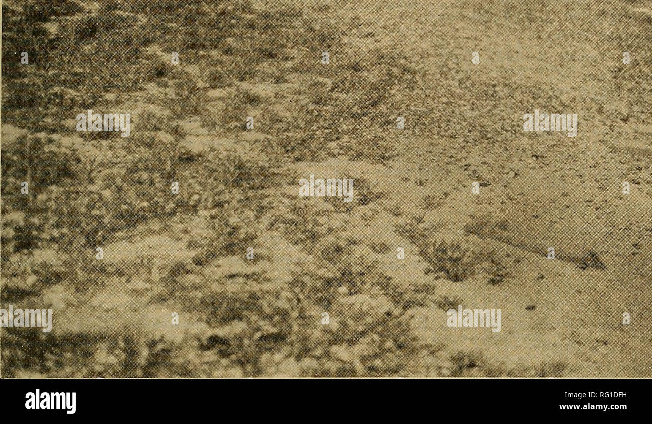 Senecio pauciflorus hi-res stock photography and images - Alamy