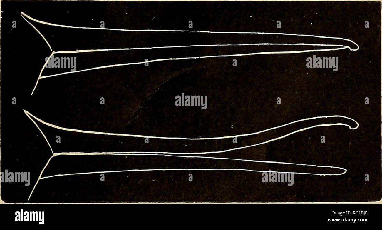 Quadrate bone hi-res stock photography and images - Alamy