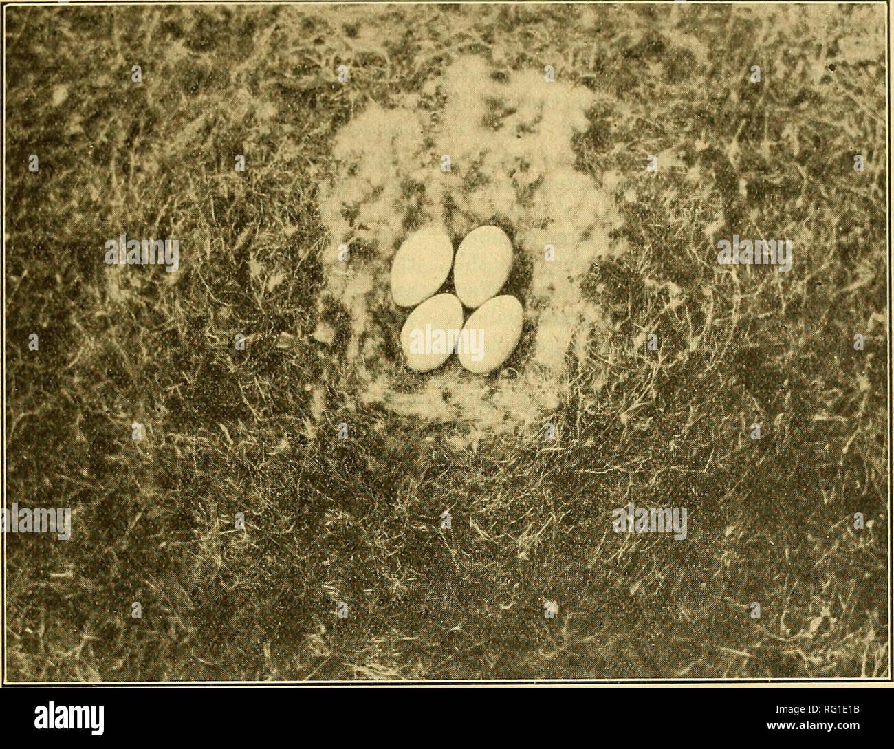 Foxe basin hi-res stock photography and images - Alamy