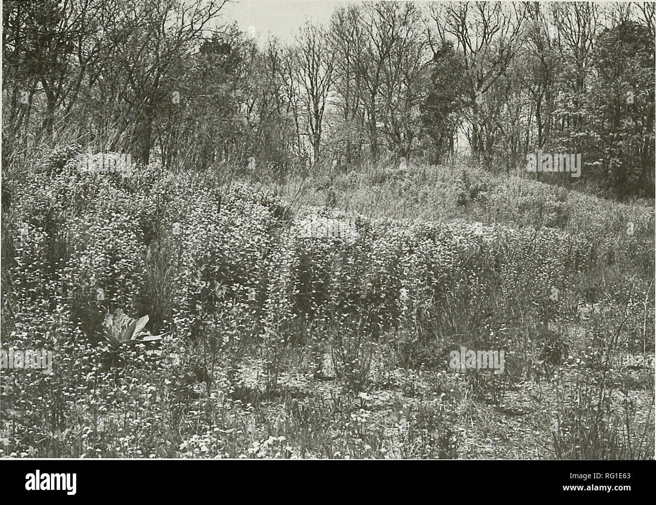Canadian moles hi-res stock photography and images - Alamy