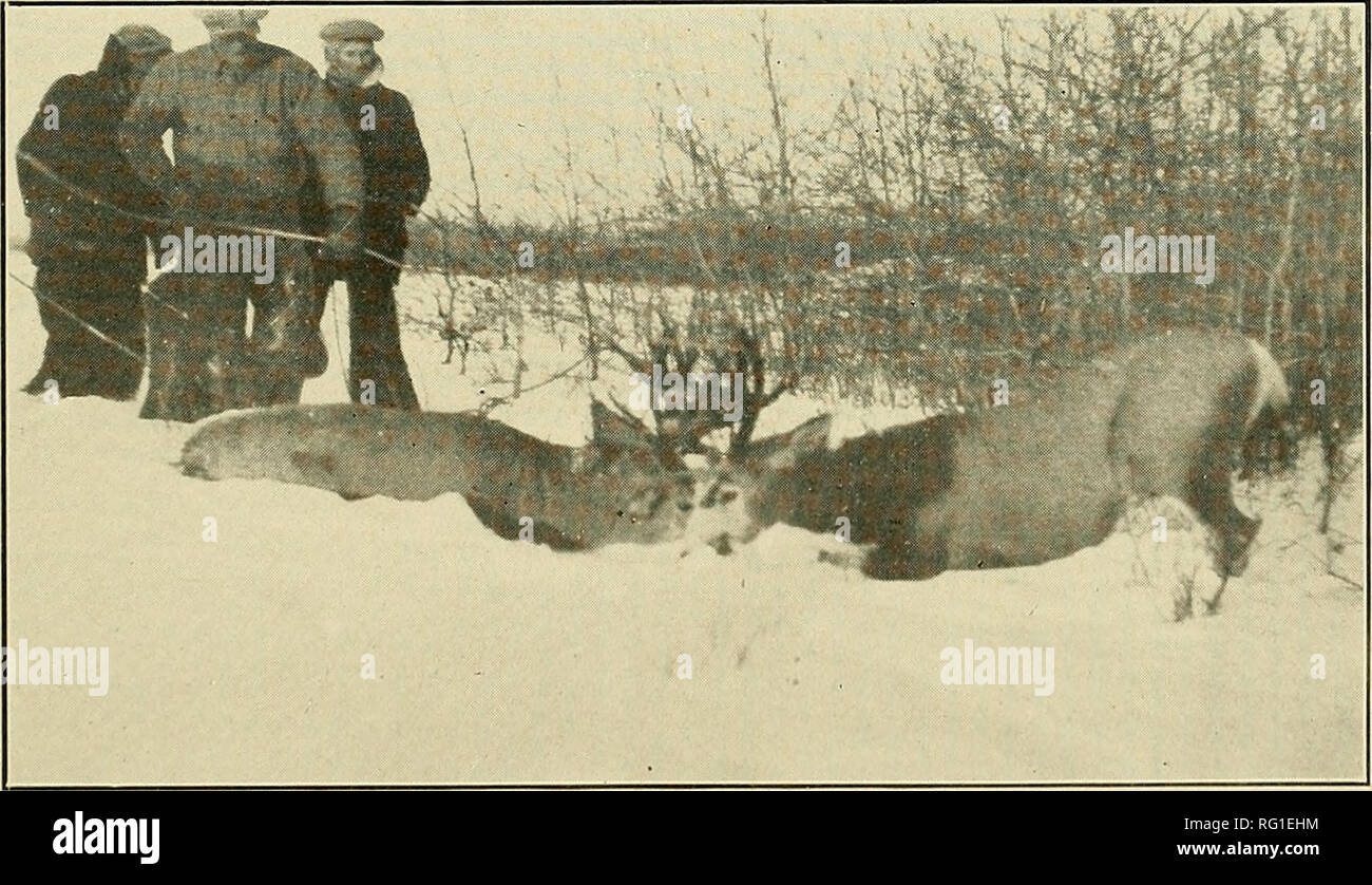 Cattalo hi-res stock photography and images - Alamy