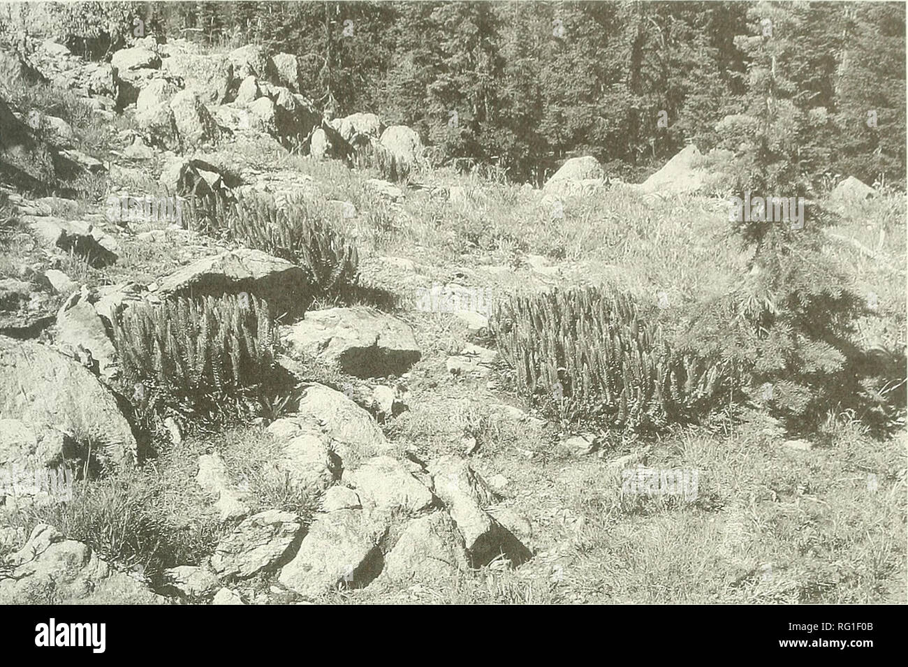 . The Canadian field-naturalist. 2004 Douglas: Lemmon's Holly Fern in ...