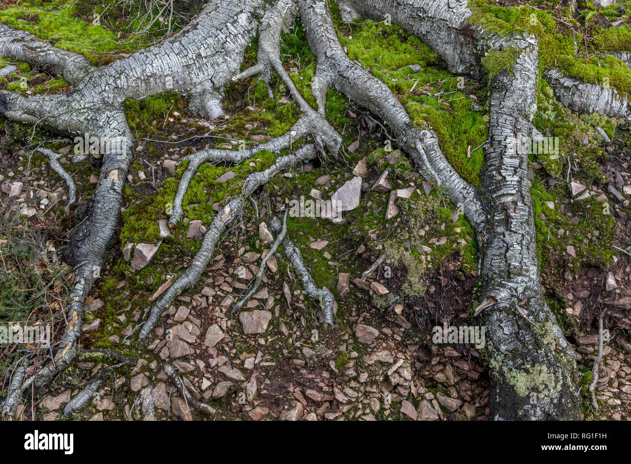 Moss covered tree roots hi-res stock photography and images - Alamy