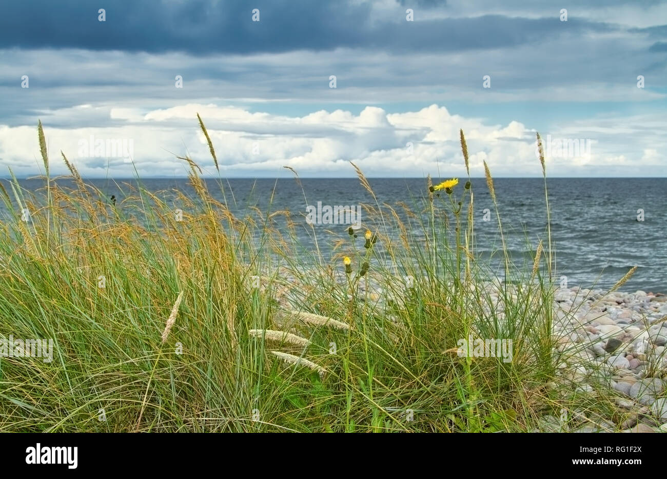 Plants on a Shingle Beach Stock Photo - Alamy