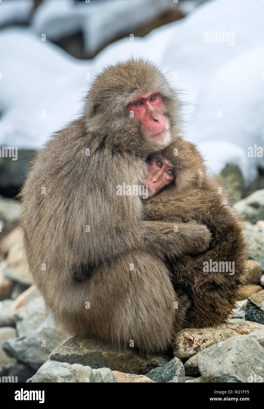 Japanese macaque with a cub in cold winter weather. Jigokudani Park ...