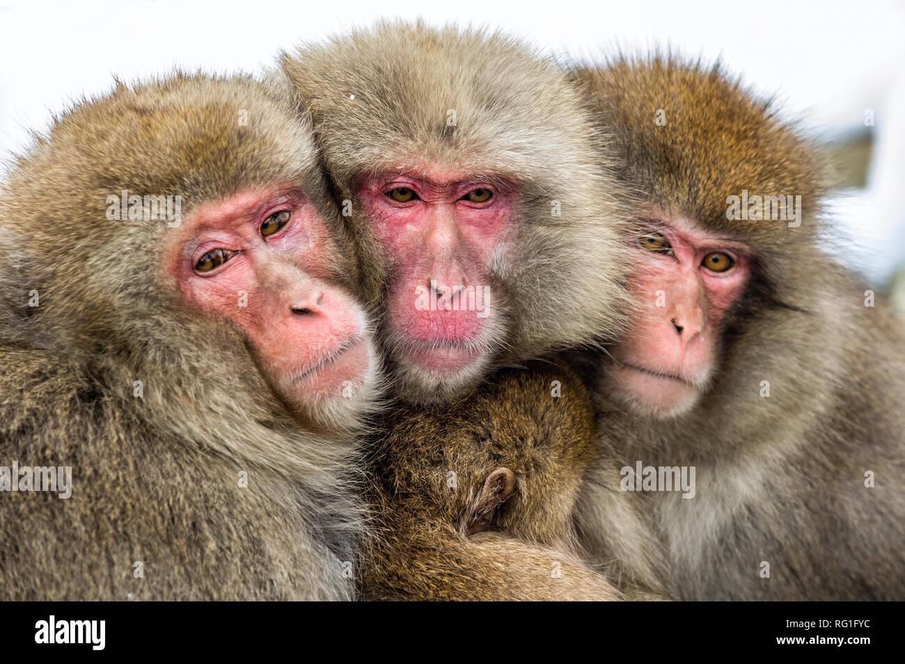 Japanese macaques family warming themselves against in cold winter ...