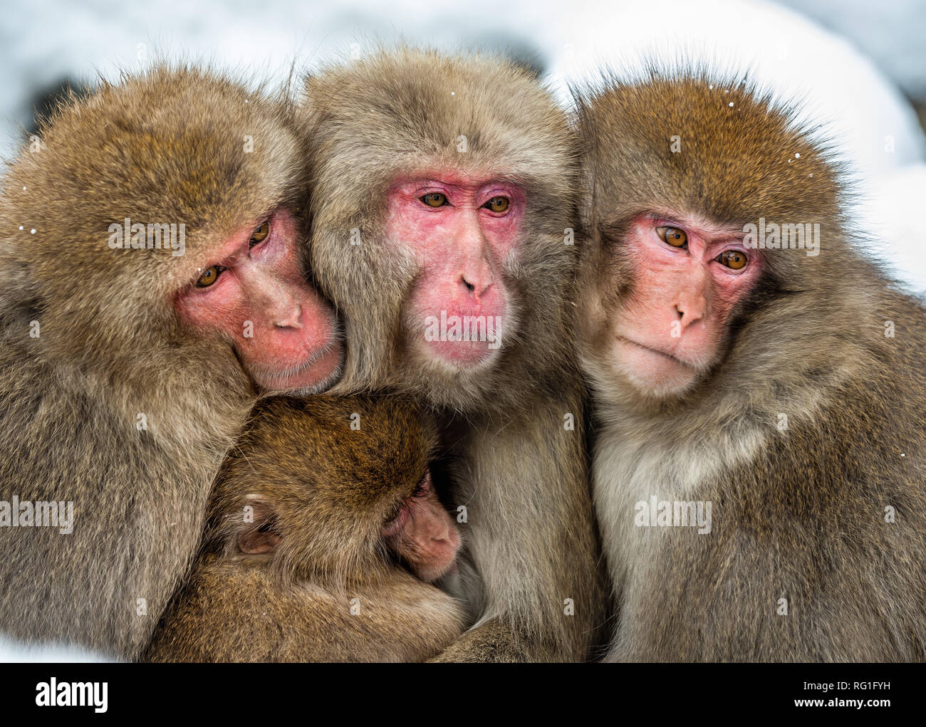 Japanese macaques family warming themselves against in cold winter ...