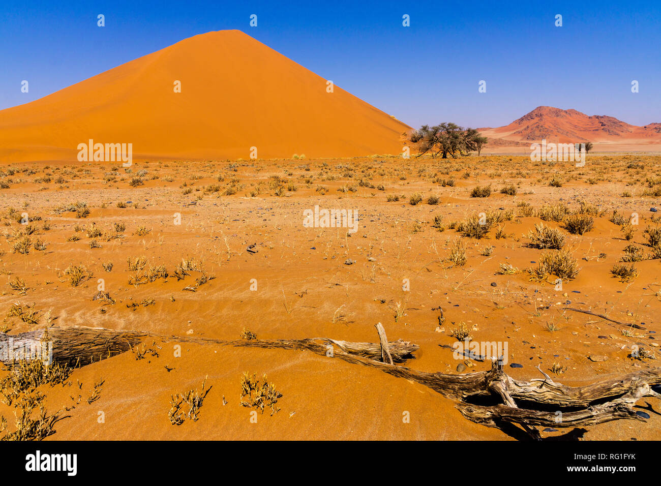 Sand and Bushes in the Death Valley desert namibia summer Stock Photo ...