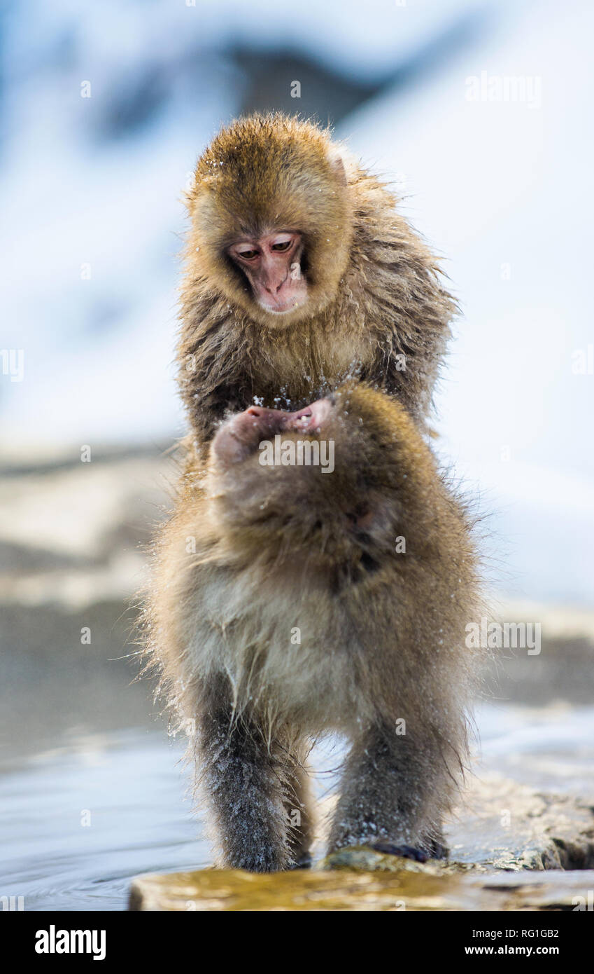 Mating Japanese macaques. Natural hot springs in Winter season. The ...