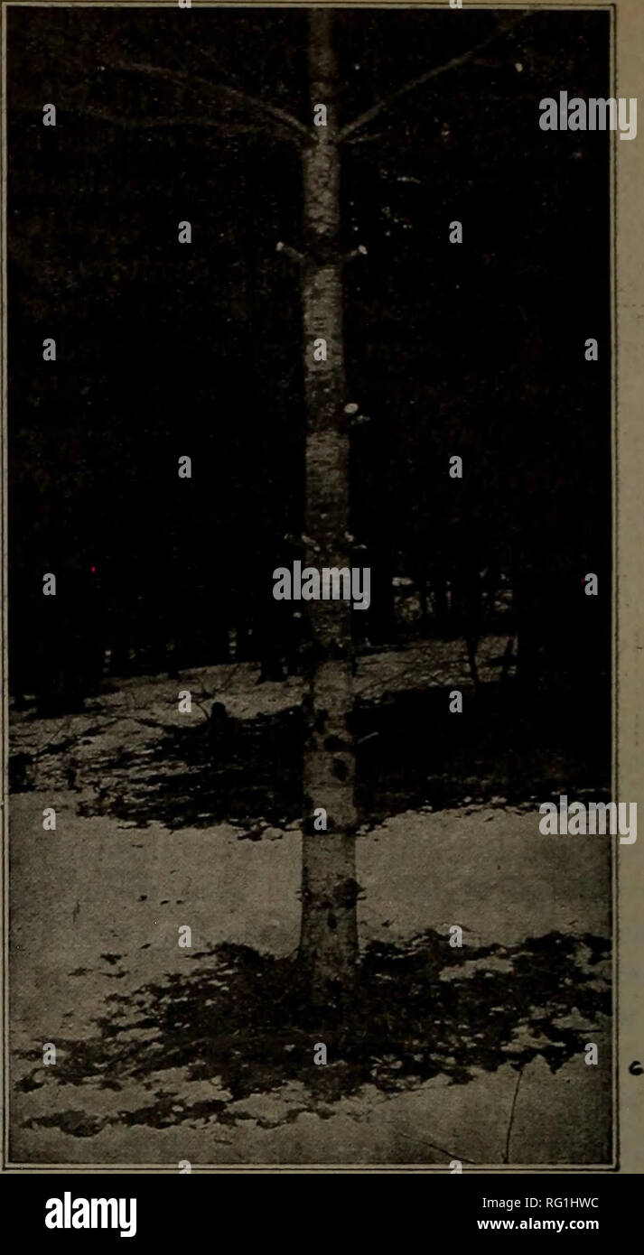 Thinning in a pine forest hi-res stock photography and images - Alamy