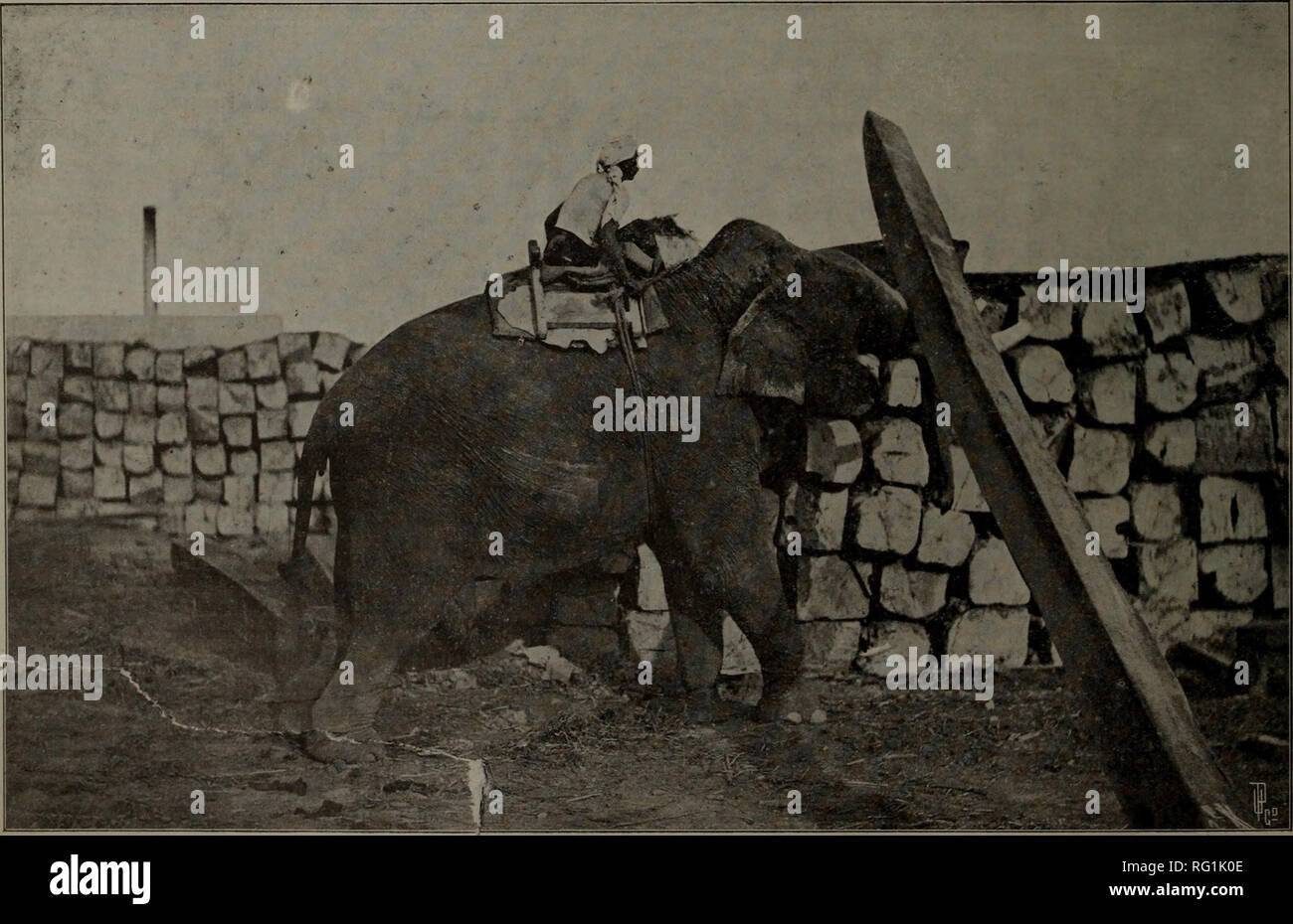 Using an elephant for labor hi-res stock photography and images - Alamy