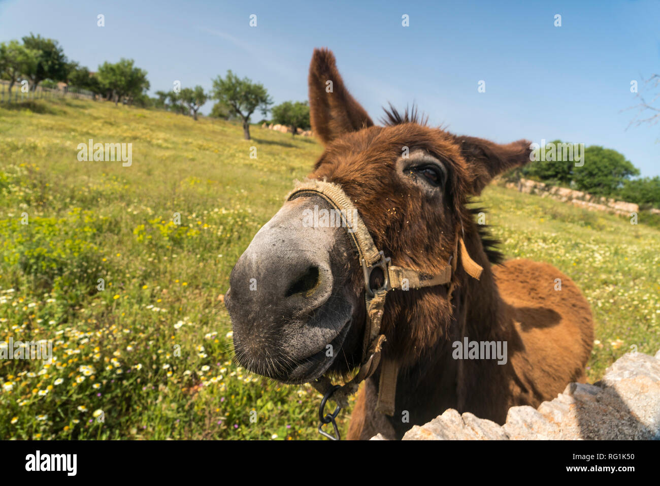 Auf der weide hi-res stock photography and images - Alamy