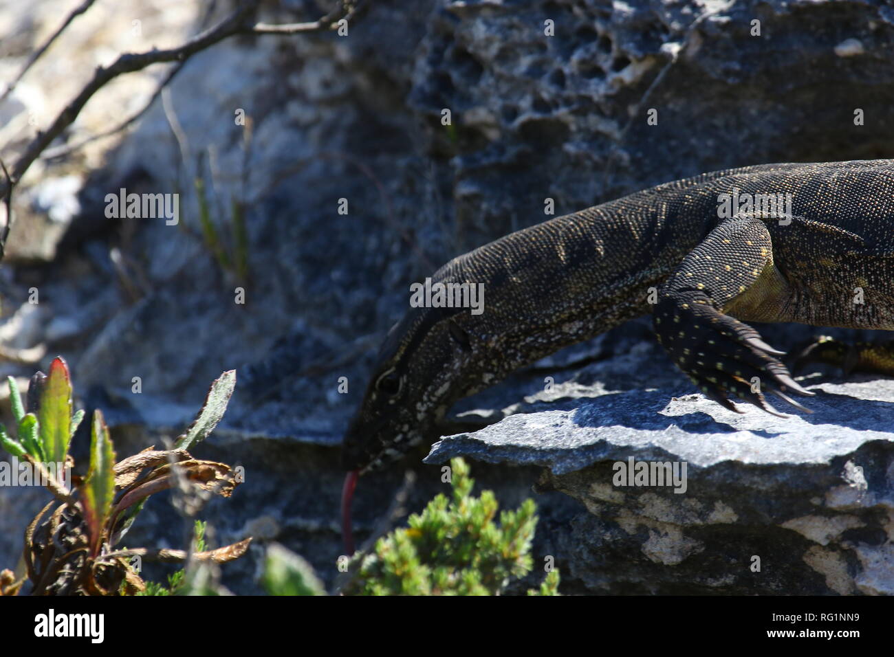 Australia lizard road hi-res stock photography and images - Alamy