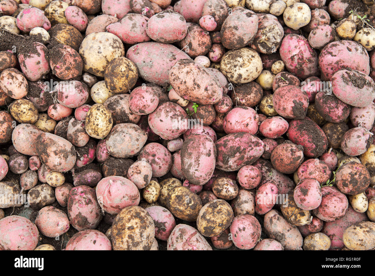 Potatoes. Vegetable background Stock Photo - Alamy