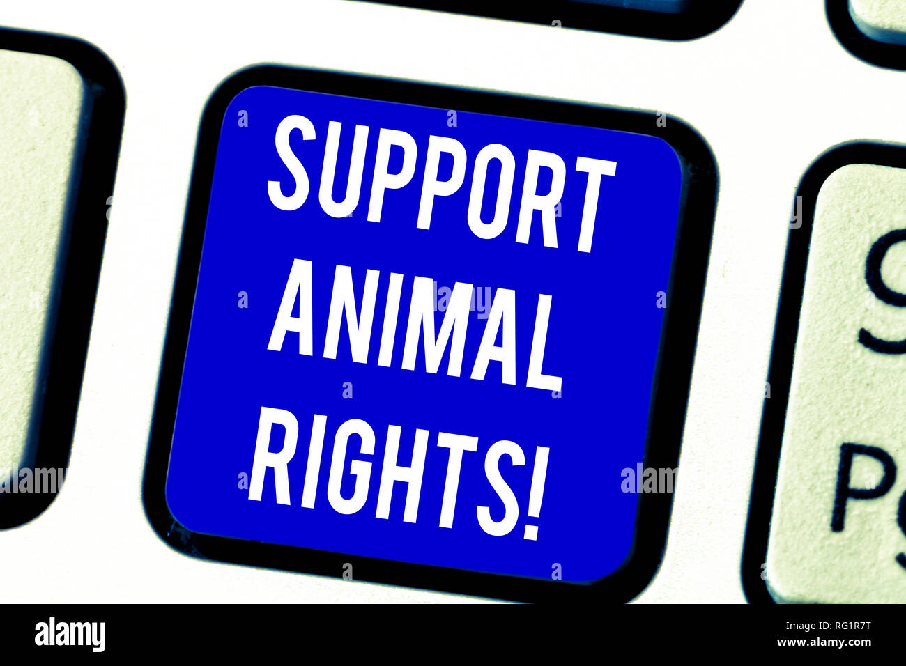 Text sign showing Support Animal Rights. Conceptual photo protection ...
