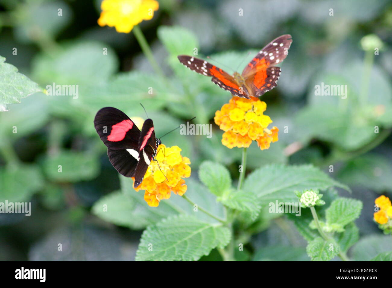 A very nice colorful butterfly Stock Photo - Alamy
