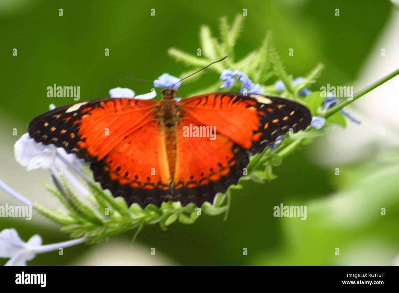 Nice butterfly hi-res stock photography and images - Alamy