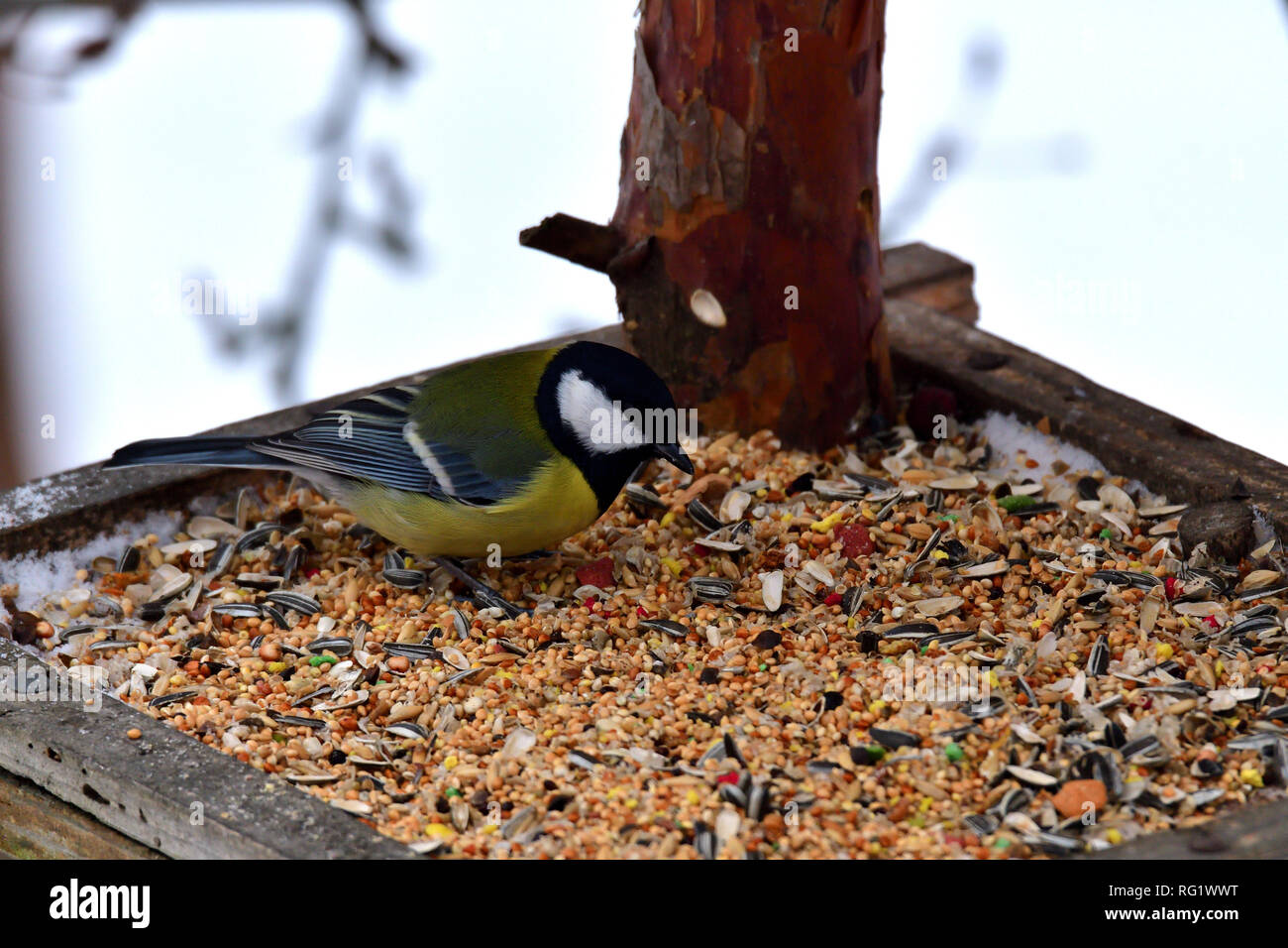 Bird tomtit feeding sunflower on the ground snow in winter Close up ...
