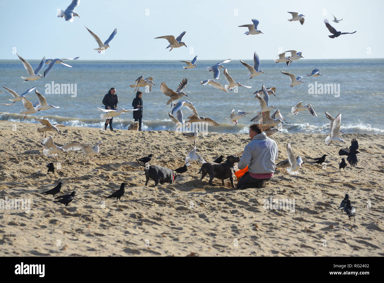 Man feeding seagulls hi-res stock photography and images - Alamy